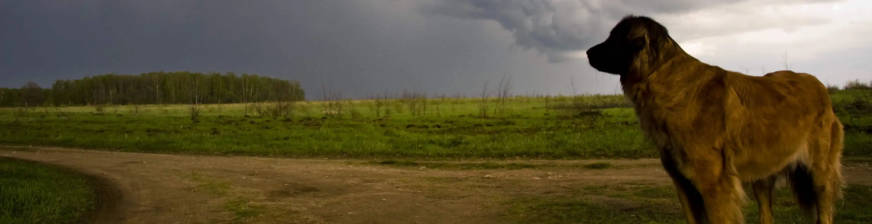 Animal Institute - 100% volunteer, 501(c)(3) charitable nonprofit ...